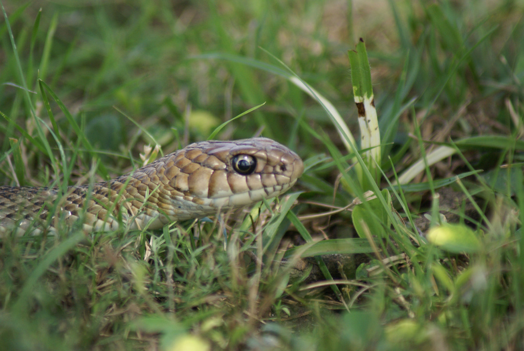 Patagonian Racer from Barra do Quaraí - RS, 97538-000, Brasil on ...