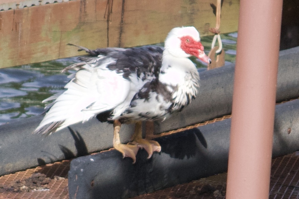 Domestic Muscovy Duck from Cherokee Ln, Payne Springs, TX, US on April ...