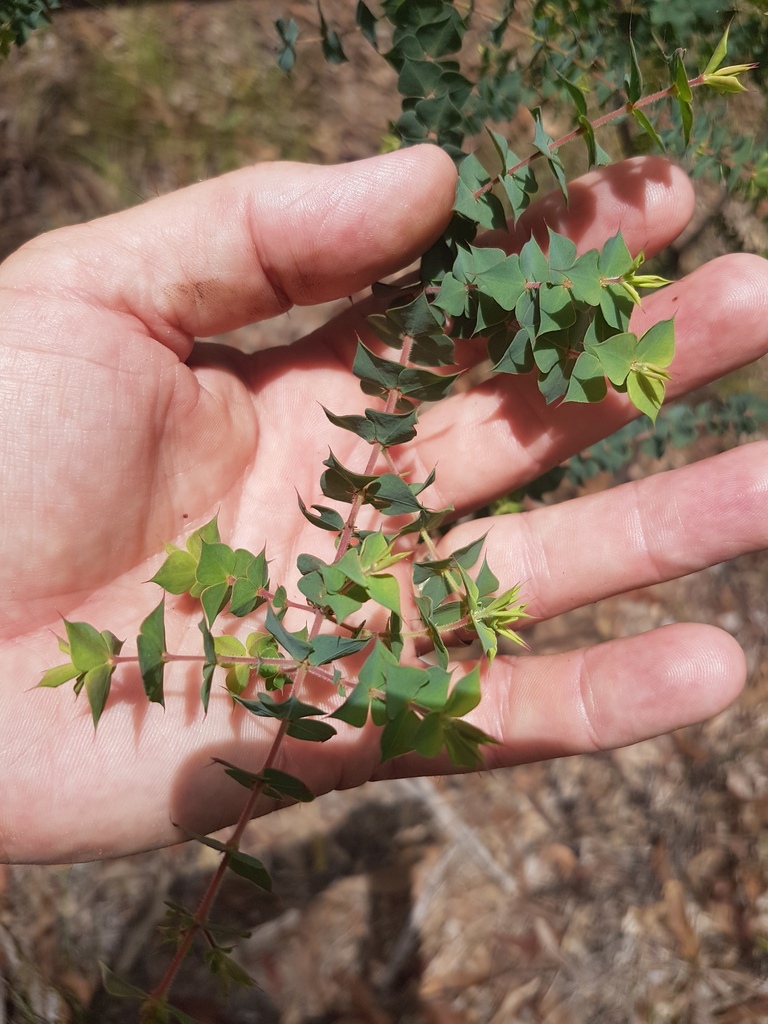 spiny bush-pea in January 2018 by PeterCopping · iNaturalist