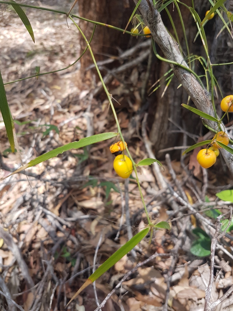Wombat Berry in January 2018 by PeterCopping · iNaturalist