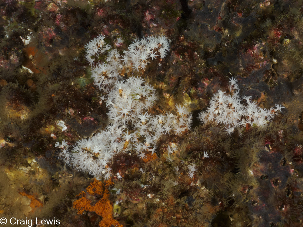Snowflake Coral from Fish Rock, New South Wales, Australia on March 3 ...
