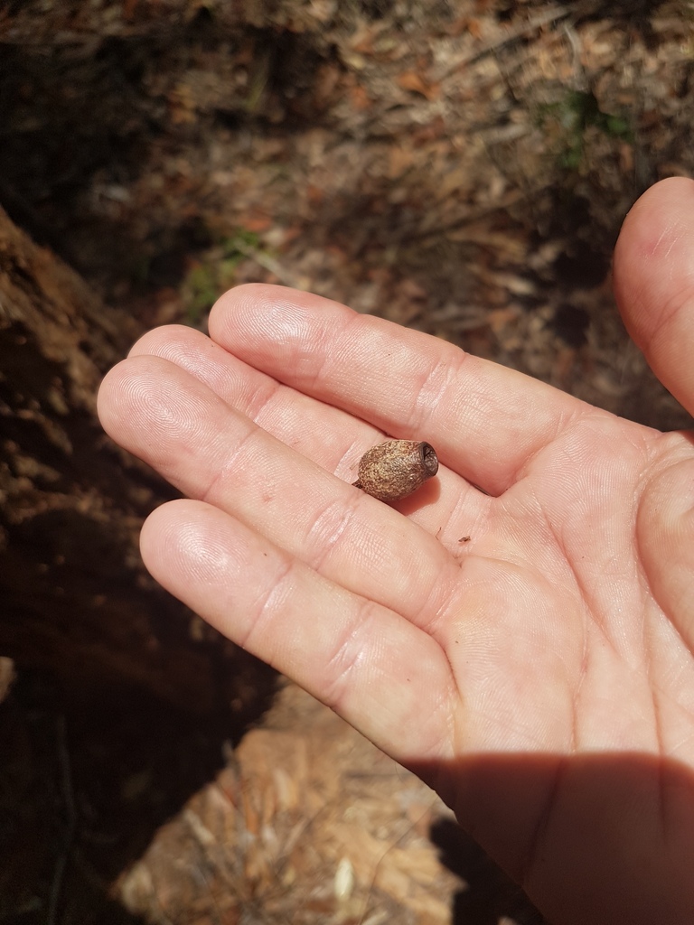 Pink Bloodwood in January 2018 by PeterCopping · iNaturalist