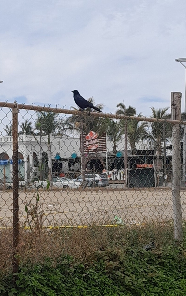 Sinaloa Crow from El Encanto, Mazatlán, Sin., México on April 8, 2024 at 01:17 PM by isabel ...