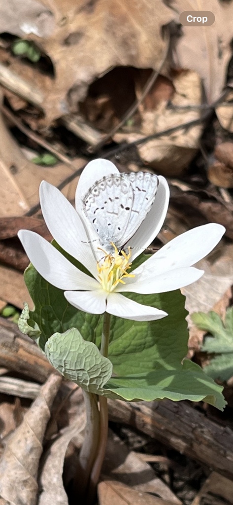 Holarctic Azures from Point Edward, ON, CA on April 10, 2024 at 04:22 ...
