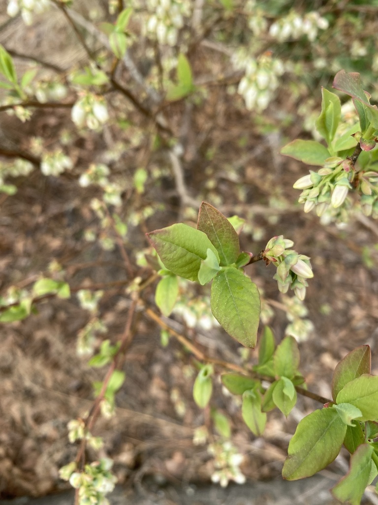 Black Highbush Blueberry from Church View, VA, US on April 10, 2024 at ...