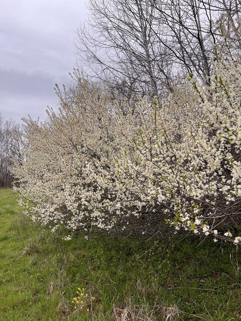 Hortulan Plum from Gravois Mills, MO, US on April 10, 2024 at 05:14 PM ...