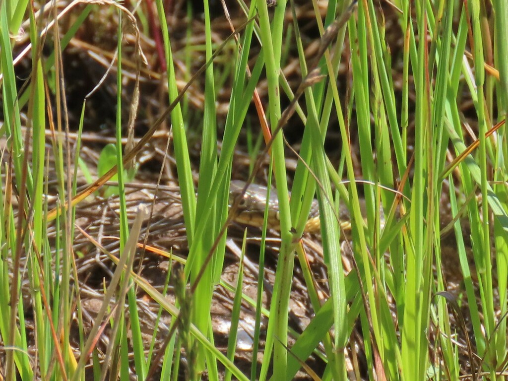 Two-striped Garter Snake in April 2024 by Melissa · iNaturalist