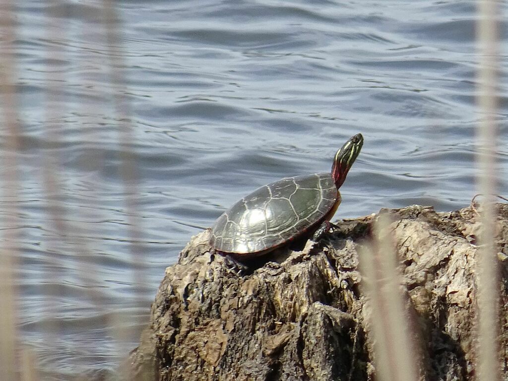 Midland Painted Turtle from Valens Conservation Area, Regional 97 Rd ...
