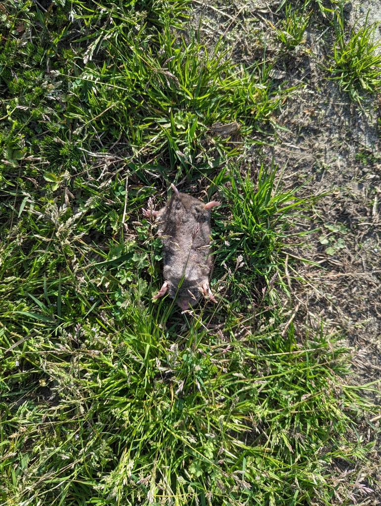 Eastern Mole in April 2024 by L. H. · iNaturalist