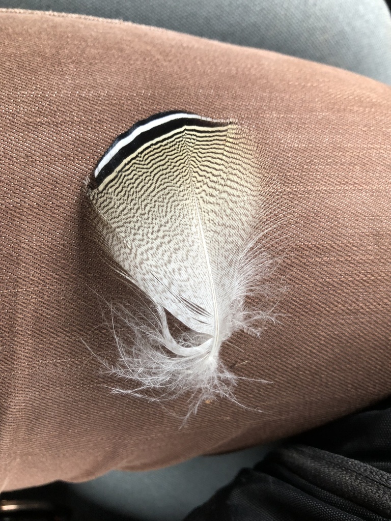 Wood Duck from San Juan County, US-UT, US on March 26, 2024 at 01:25 PM ...