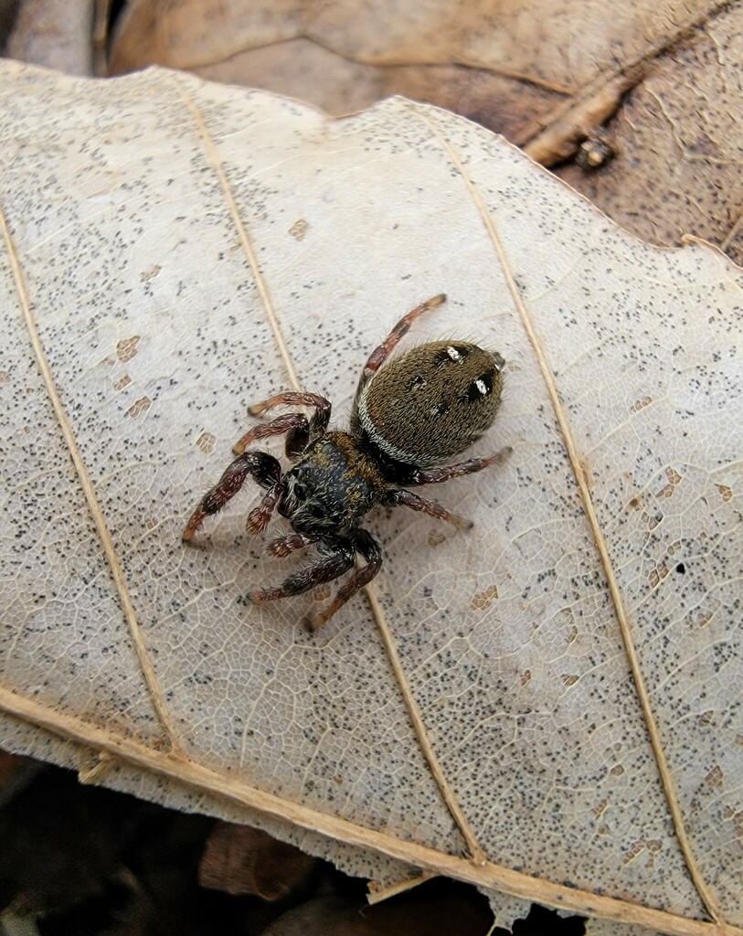 Whitman's Jumping Spider from Portage County, OH, USA on April 9, 2024 ...