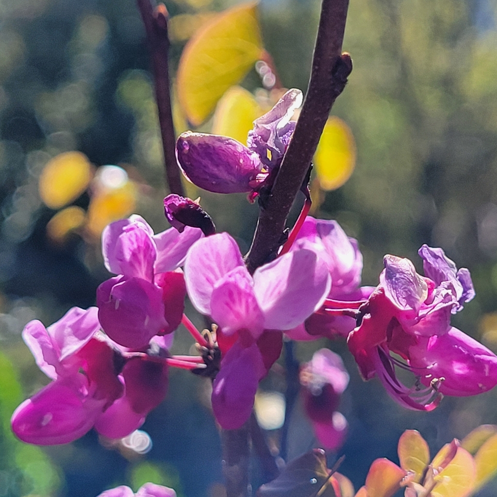 Western Redbud from Murrieta, CA 92562, USA on April 10, 2024 at 12:37 ...
