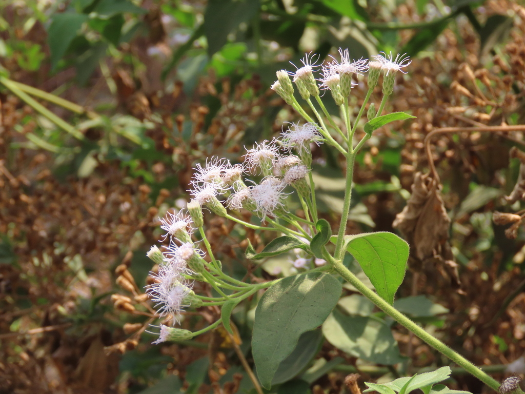 Siam weed from Indraprasth Nagar,Sane Guruji Wasahat, Kolhapur ...