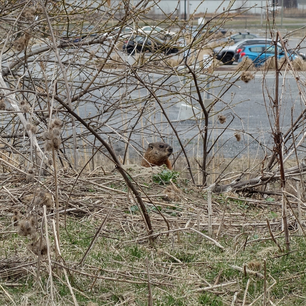 Groundhog from Saint-Hyacinthe, Quebec J2S 7S9, Canadá on April 10 ...