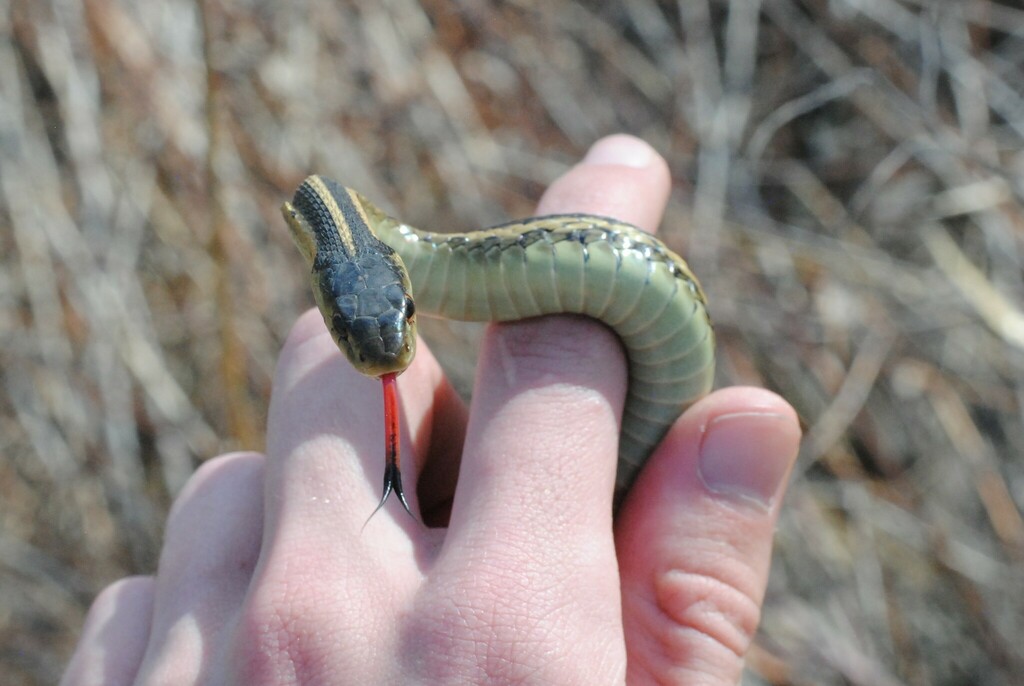 Common Garter Snake from Richfield, MN, USA on April 10, 2024 at 03:18 ...
