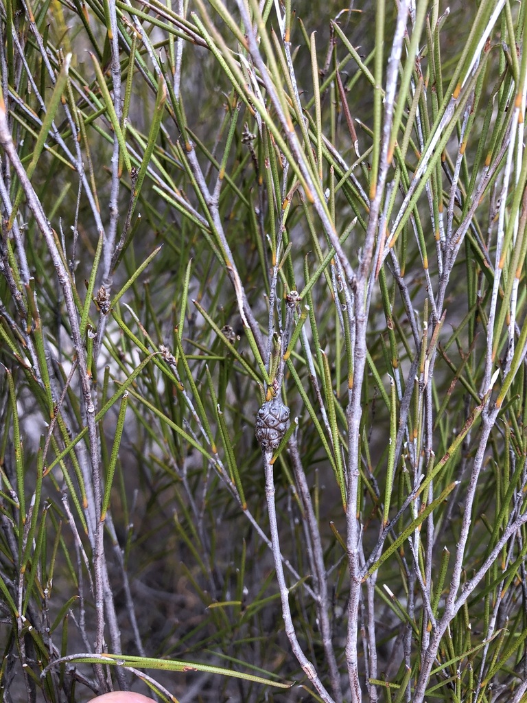 broombush from Ngarkat SA 5302, Australia on April 11, 2024 at 08:14 AM ...