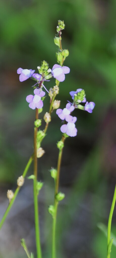 blue toadflax from Polk County, FL, USA on April 10, 2024 at 10:21 AM ...