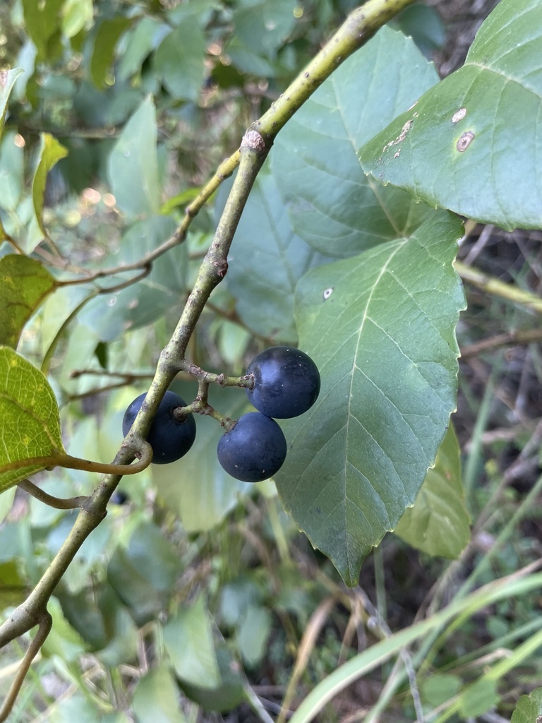 Kangaroo Vine from Narara, NSW, AU on April 11, 2024 at 10:59 AM by ...
