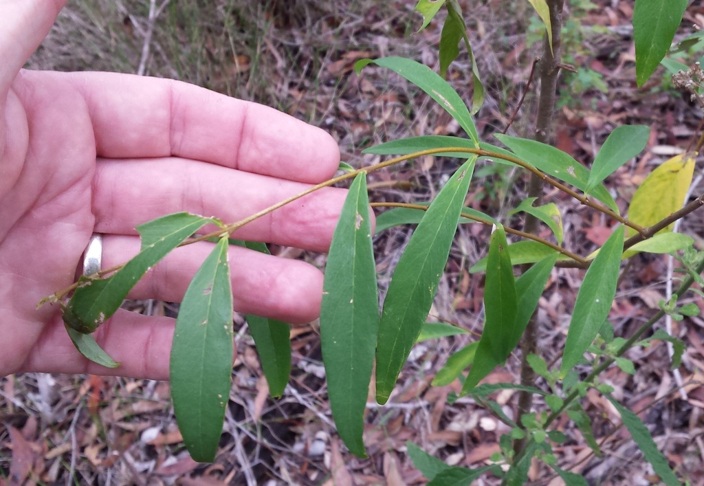 Bootlace Plant in December 2016 by PeterCopping · iNaturalist