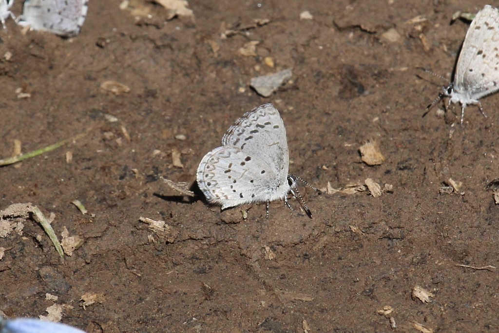 Spring Azure from Allegany County, MD, USA on April 7, 2024 at 02:59 PM ...