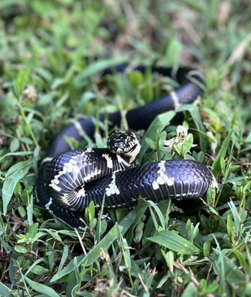 Eastern Kingsnake in June 2023 by theodorigor · iNaturalist