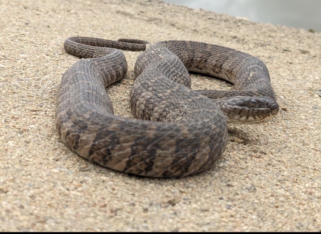 Northern Watersnake in August 2023 by theodorigor. Found with Beren ...