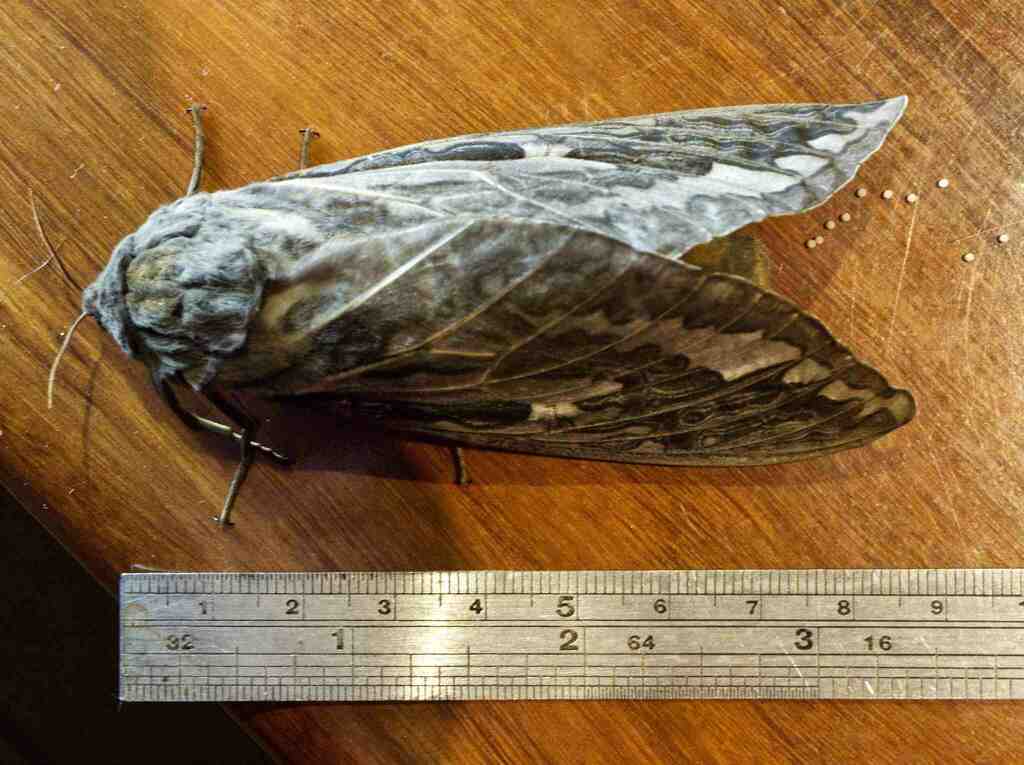 Bardi Moth from Shepherds Flat VIC 3461, Australia on April 1, 2024 at ...
