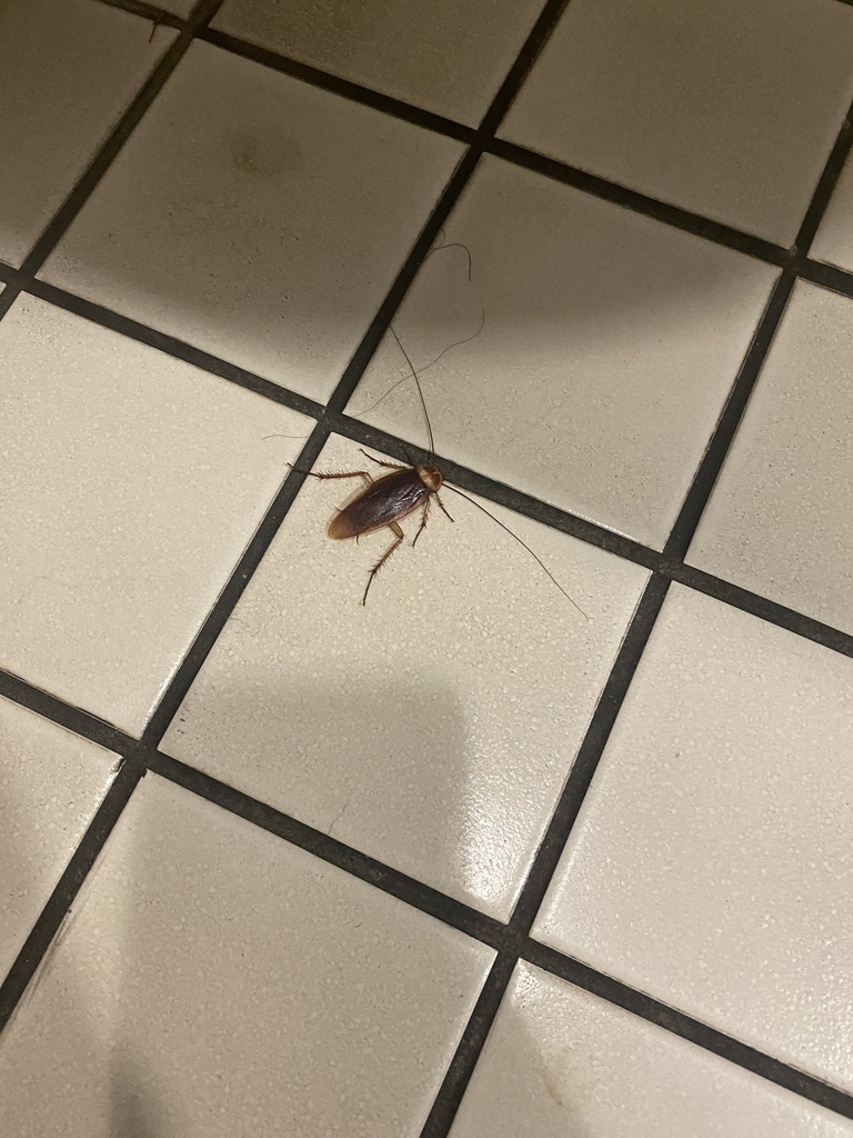 American Cockroach from Georgia State University - Perimeter College’s ...