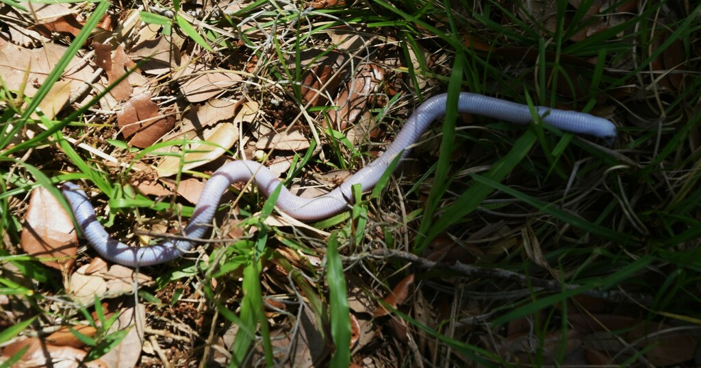 Florida Worm Lizard in April 2024 by Tom Palmer · iNaturalist