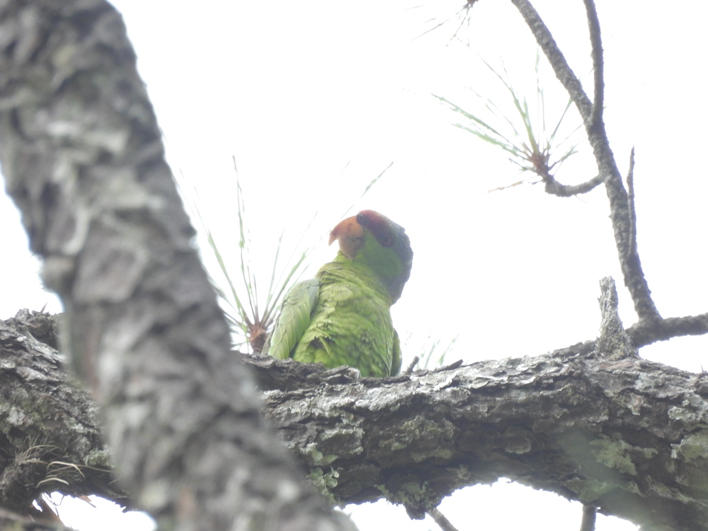 Lilac-crowned Parrot in April 2024 by Diego Manzano Méndez · iNaturalist