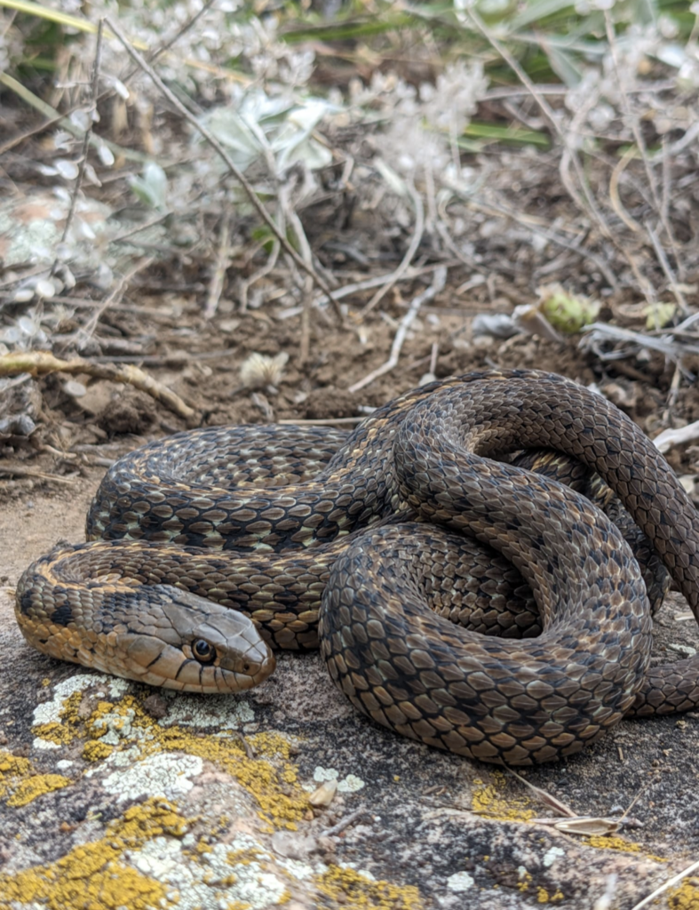 Wandering Garter Snake in August 2023 by theodorigor. Found with Beren ...
