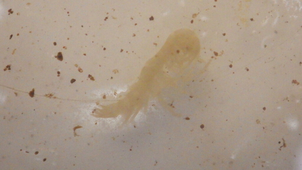 Stygobromus from Lancaster County, PA, USA on April 10, 2024 at 10:56 ...