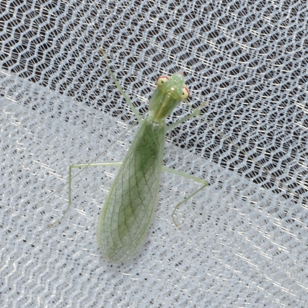 Snake Mantis from Alstonville NSW 2477, Australia on April 9, 2024 at ...