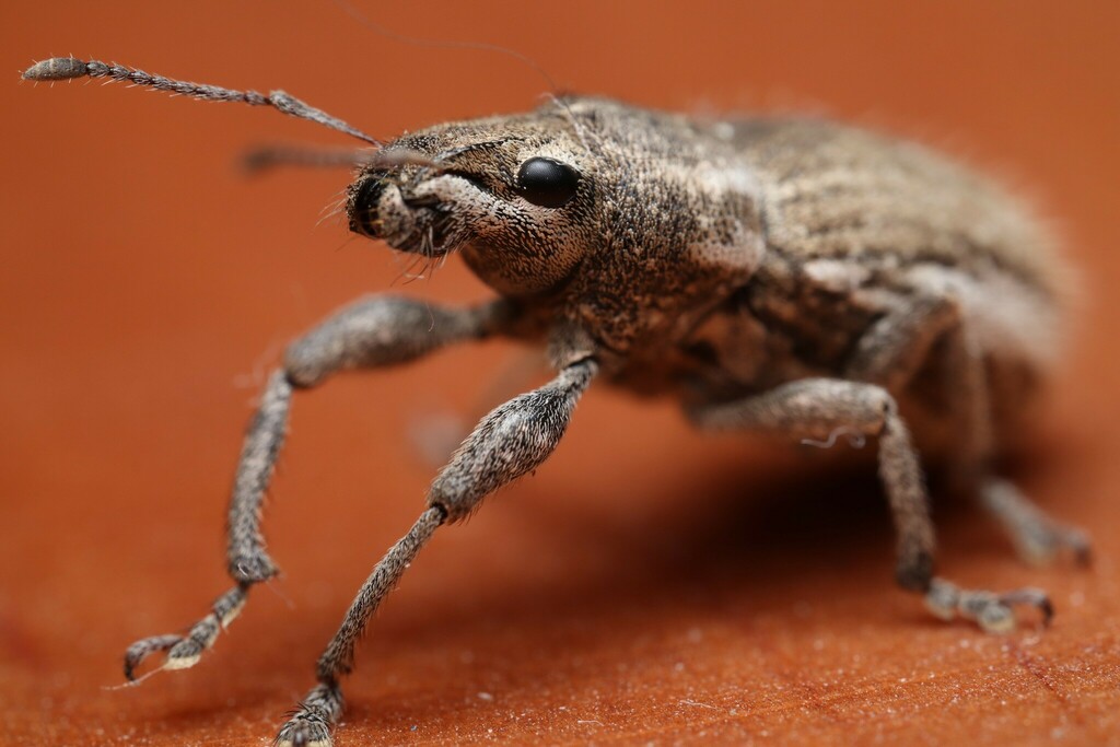 White-fringed weevil from Santiago, Región Metropolitana, Chile on ...