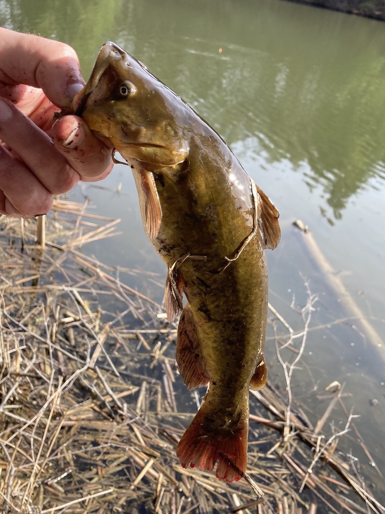 Brown Bullhead from Huron Natural Area, Kitchener, ON, CA on April 10 ...