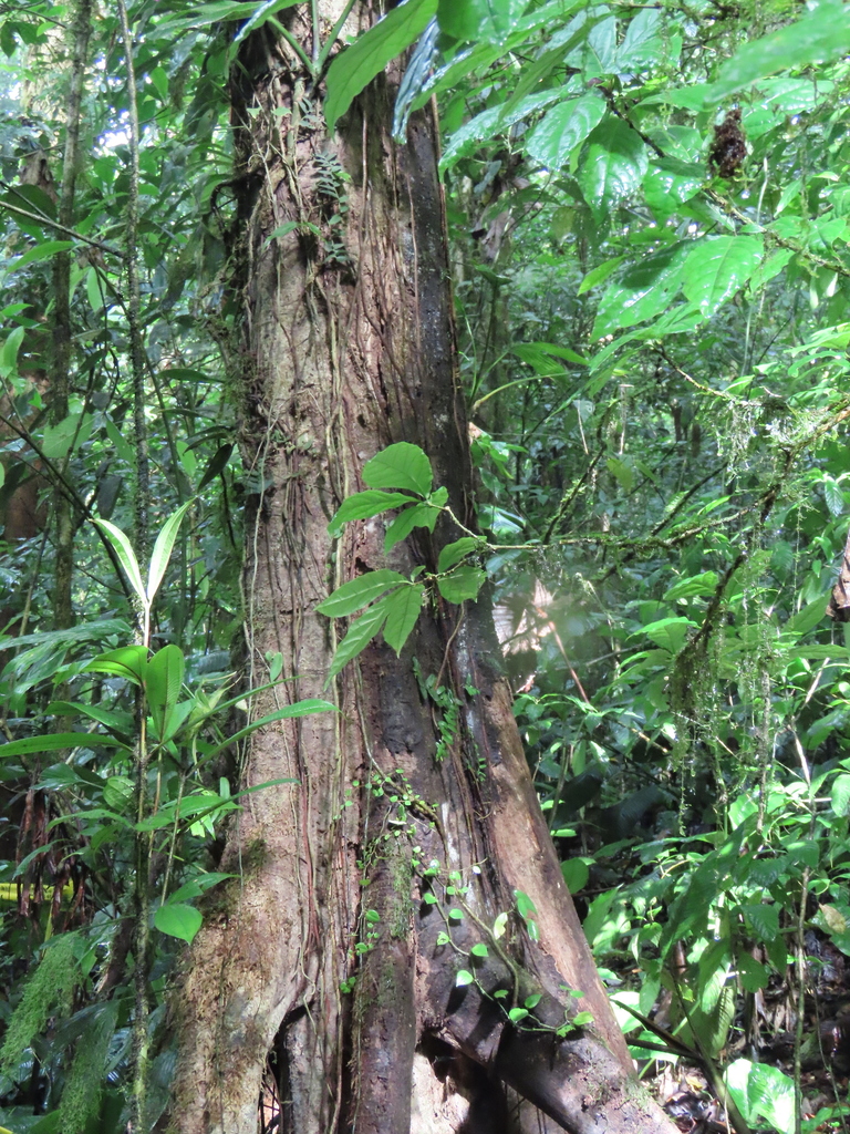 trumpet tree from Provincia de Alajuela, Upala, Costa Rica on April 10 ...