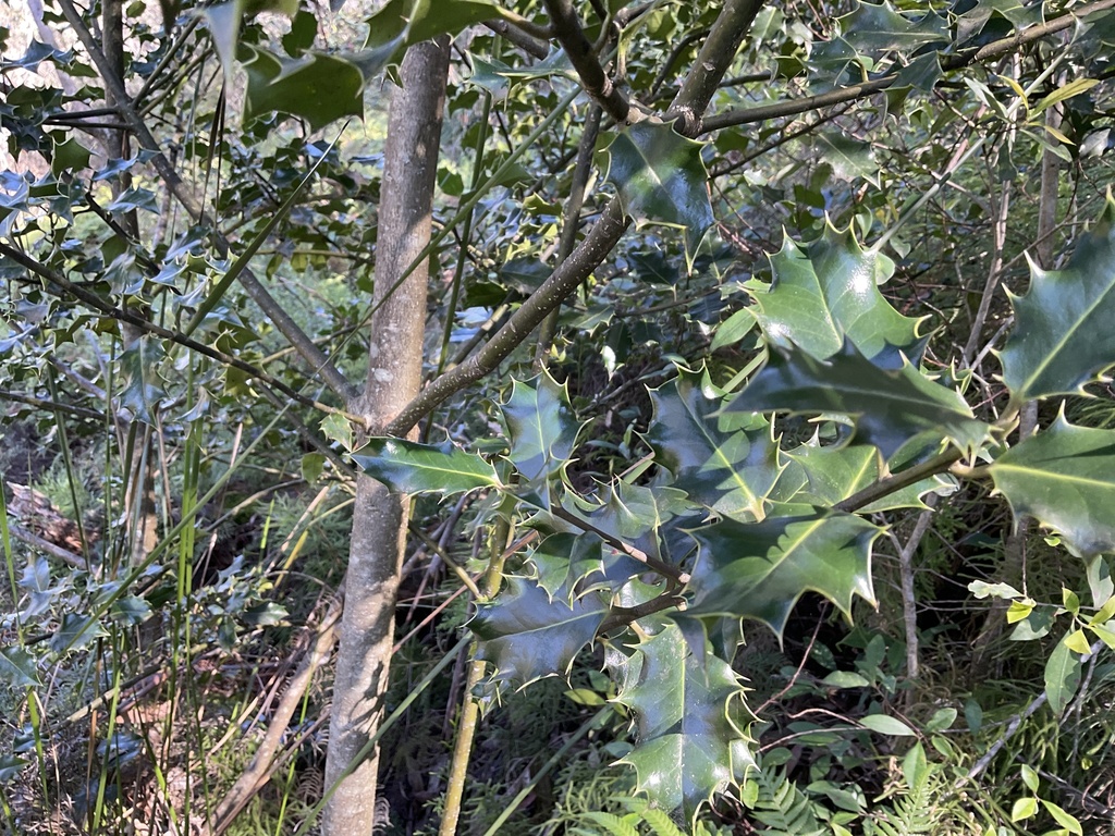 European holly from Asquith Ave, Wentworth Falls, NSW, AU on April 11 ...