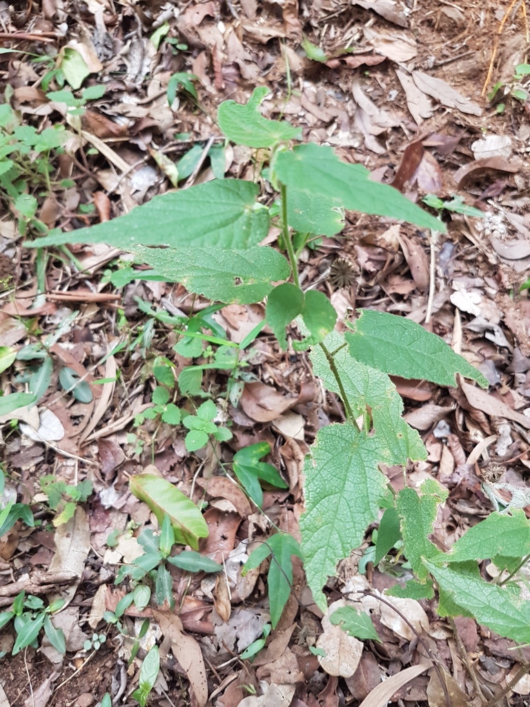 straggly lantern-bush in April 2017 by PeterCopping · iNaturalist