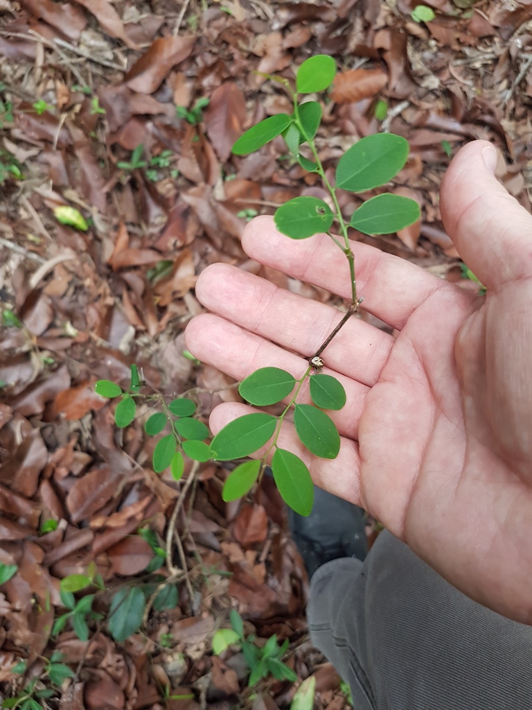 coffee bush in April 2017 by PeterCopping · iNaturalist