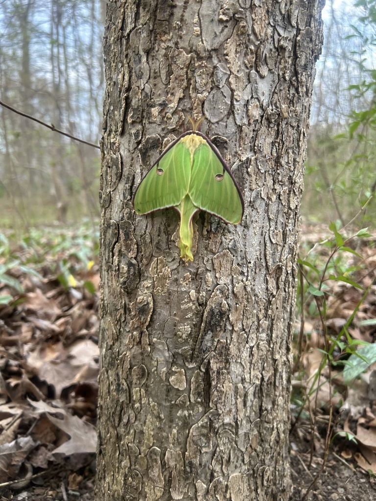 North American Luna Moth from Sugarland Run Stream Valley Park, Herndon ...