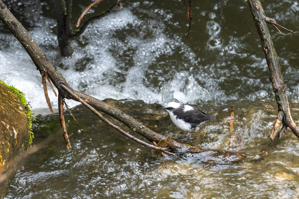 White-capped Dipper from Quijos, Ecuador on March 15, 2024 at 09:50 AM ...