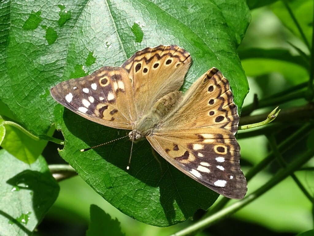 Hackberry Emperor from College Station, TX, USA on April 10, 2024 at 01 ...