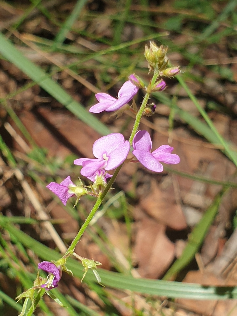 Rusty tick-trefoil from McDowall QLD 4053, Australia on April 11, 2024 ...
