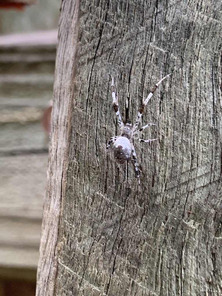 Ninja-star Ceiling Spider from Kennedy St, Bundaberg West, QLD, AU on ...