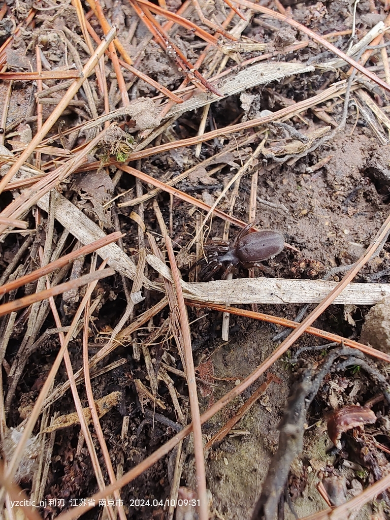 Ariadna lateralis from Nanjing, CN-JS, CN on April 10, 2024 at 09:31 AM ...