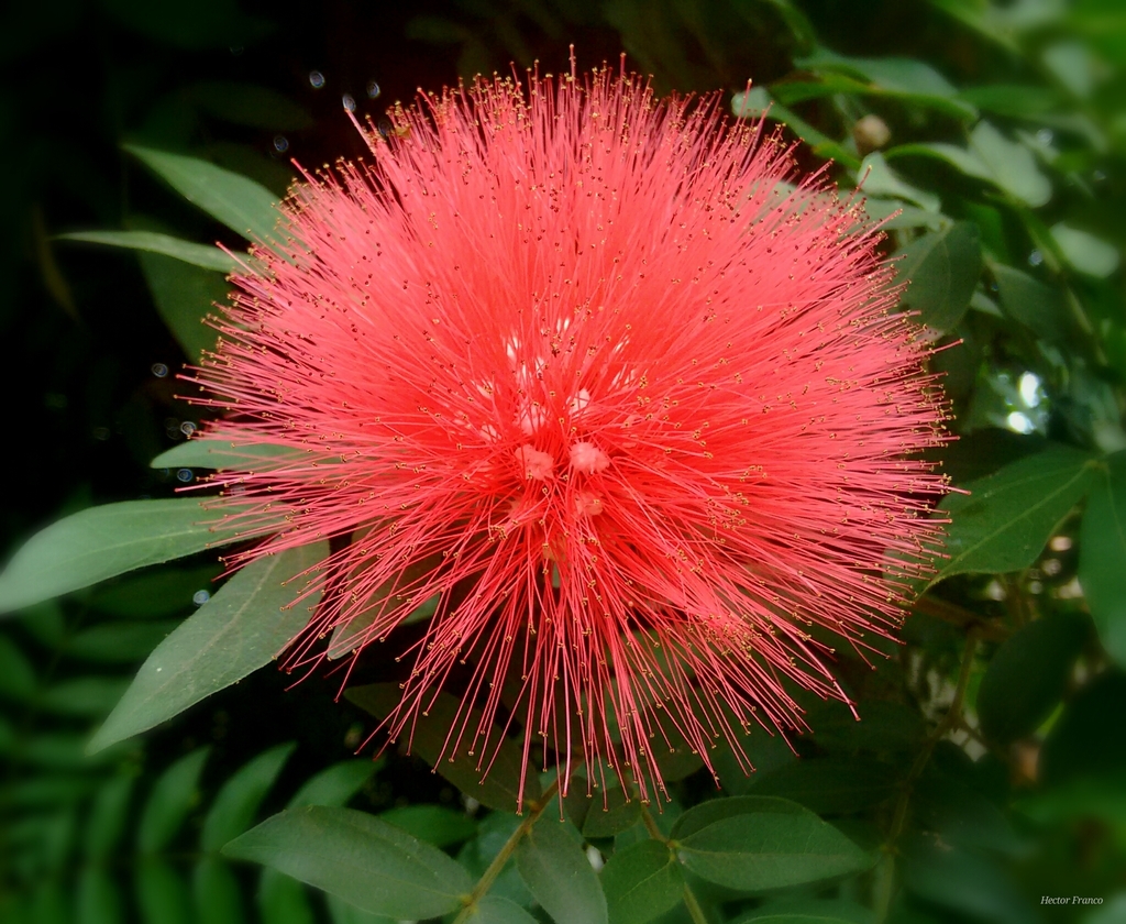 scarlet powder-puff from Cuernavaca, Mor., México on April 10, 2024 at ...
