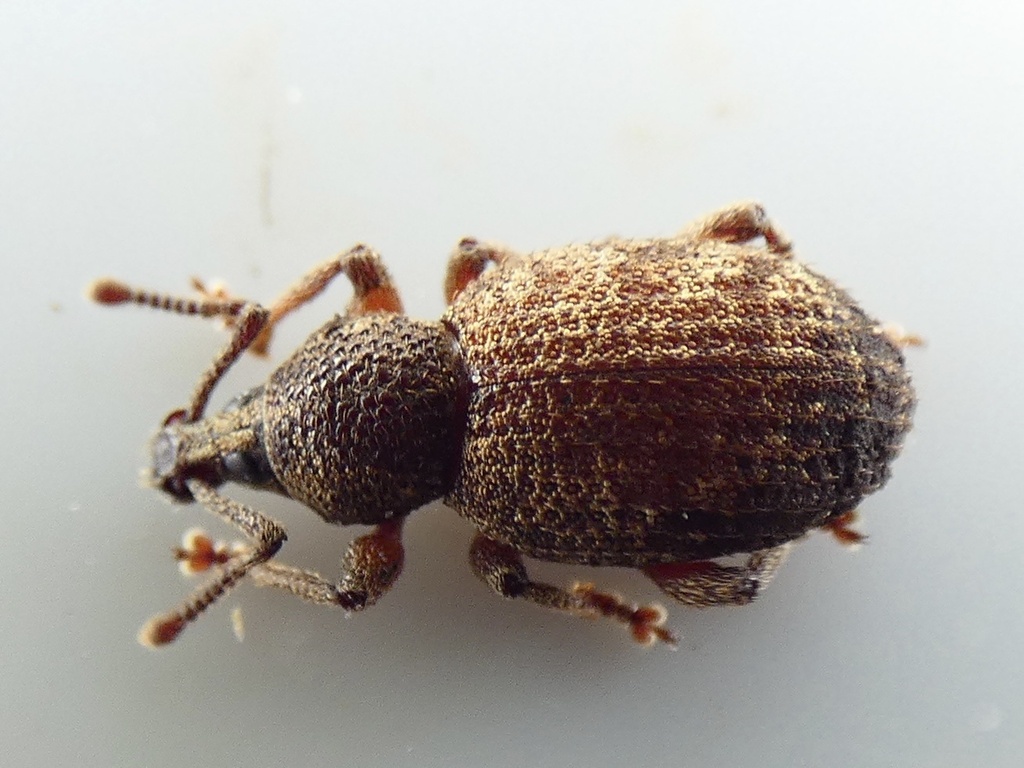 Clay-coloured Weevil from Park Lane, Liverpool, England, GB on March 29 ...