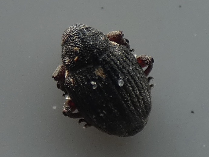 Rhinoncus leucostigma from Mersey Ave, Liverpool, England, GB on April ...