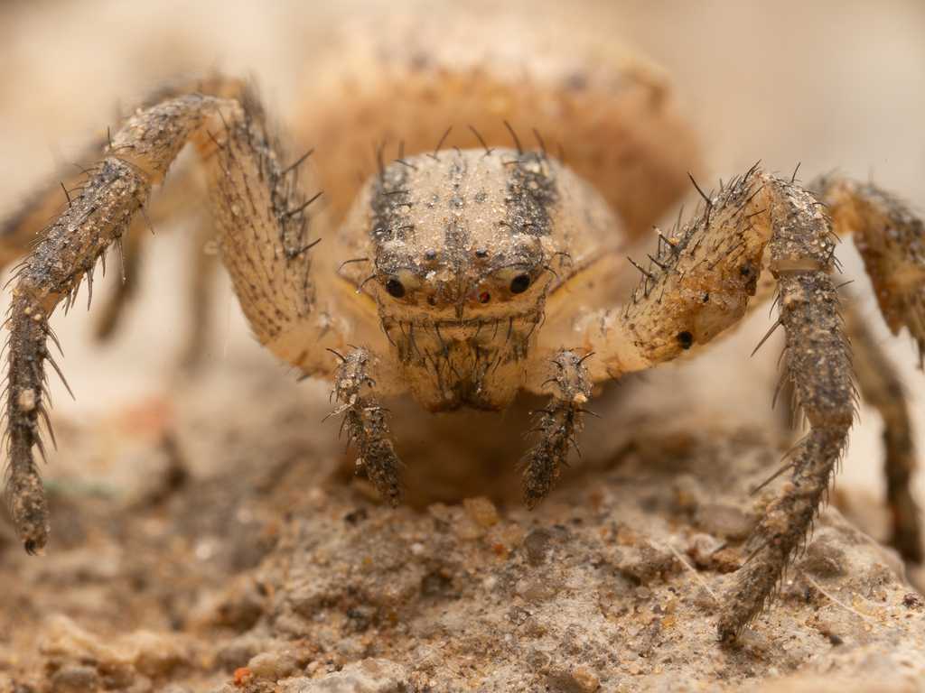 Ground Crab Spiders from Beijing, Beijing, CN on April 10, 2024 at 10: ...