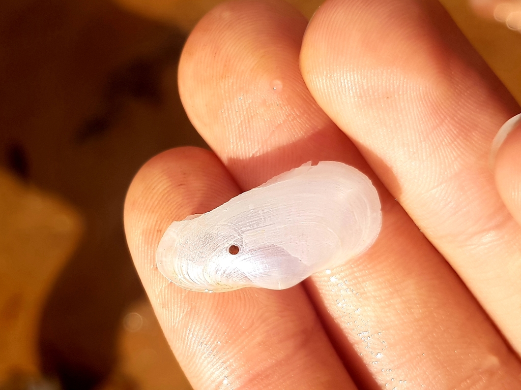 Laternulidae from Port Hedland WA 6721, Australia on April 10, 2024 at ...